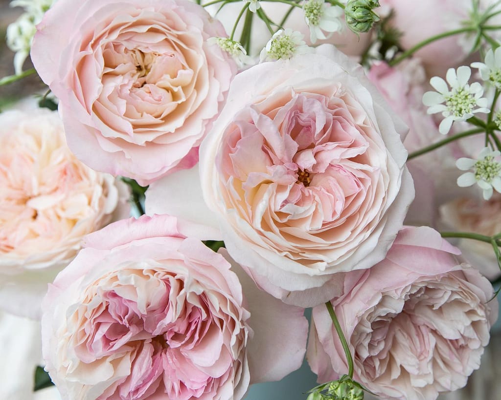 A Blush Pink Rose for a Summer Wedding - David Austin Wedding and Event ...