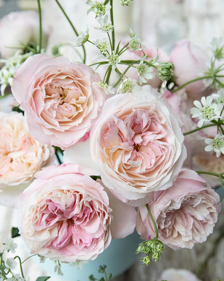 Keira - David Austin Wedding and Event Roses