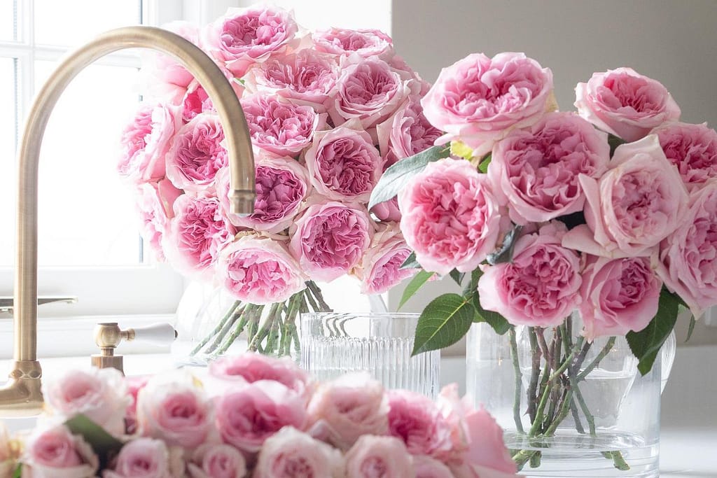 Miranda - David Austin Wedding and Event Roses