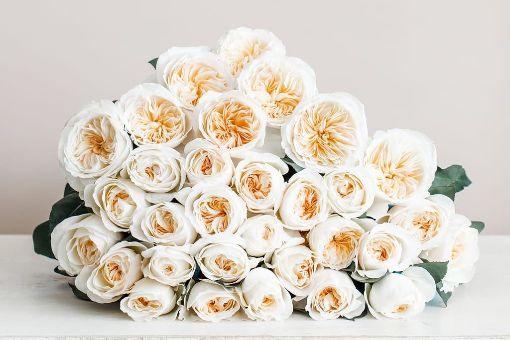 Bessie - David Austin Wedding and Event Roses
