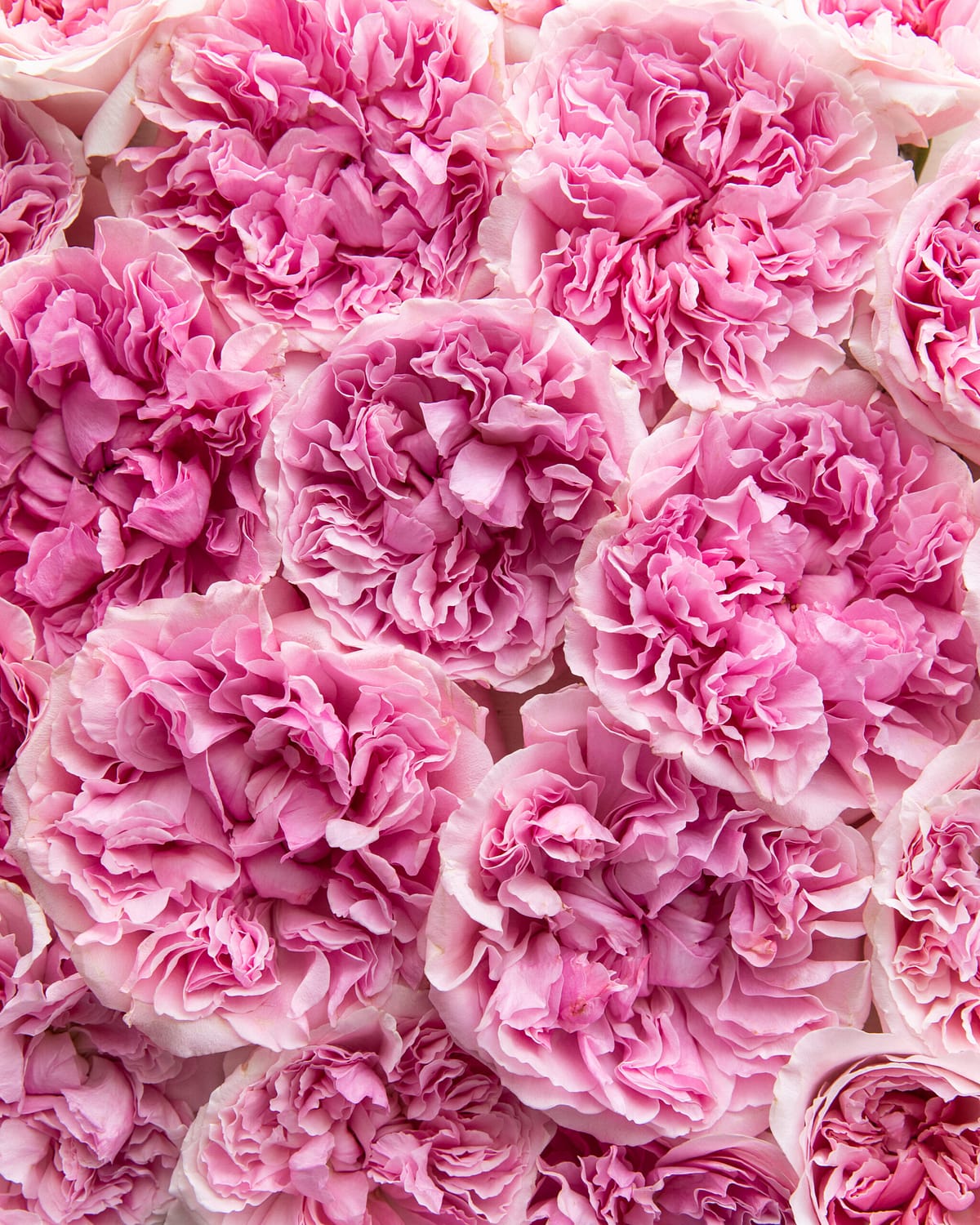 A Floral Introduction - Miranda - David Austin Wedding and Event Roses