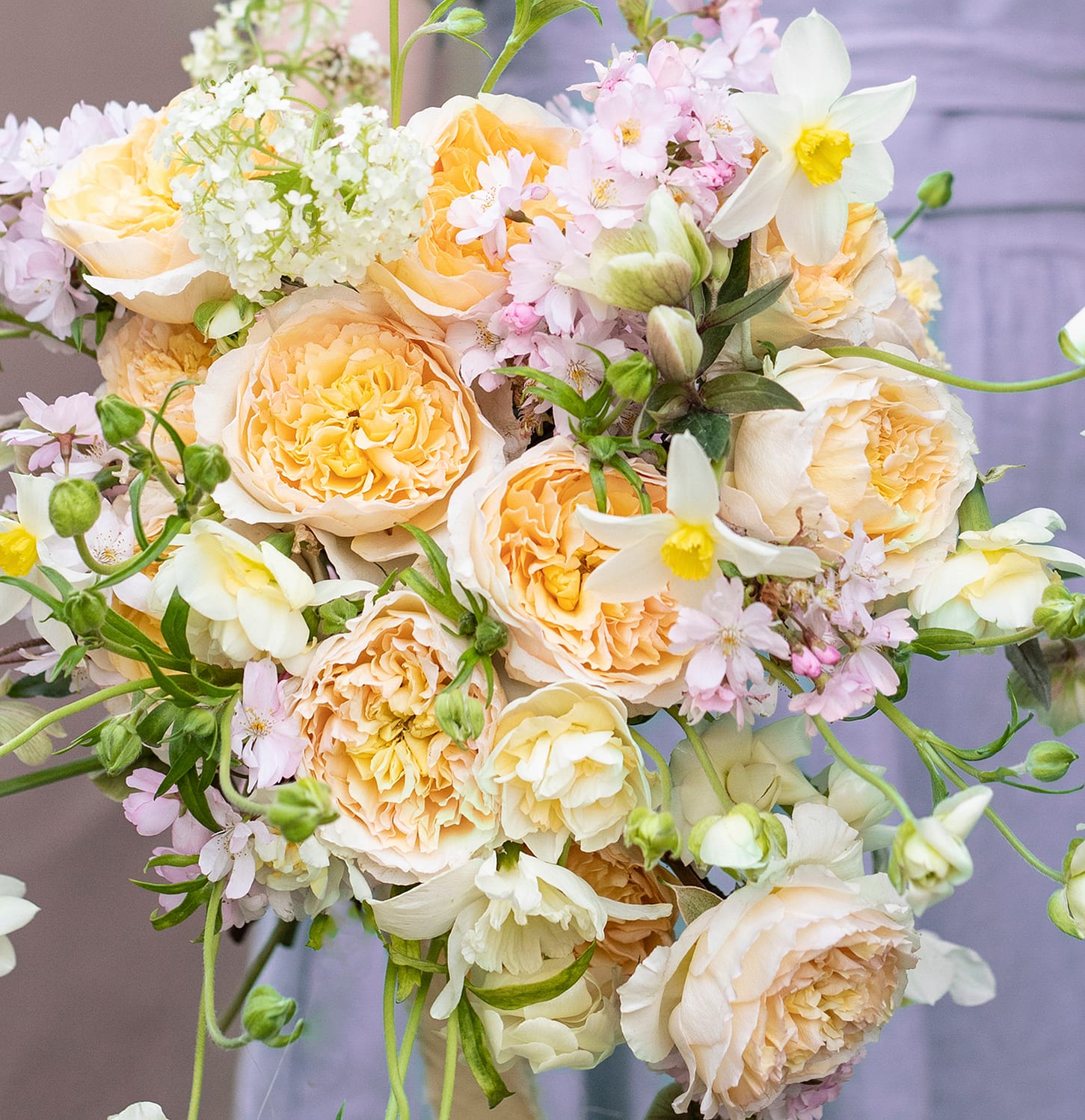 Beatrice - David Austin Wedding and Event Roses