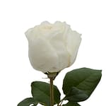 Ivory Wedding Rose Inspiration - David Austin Wedding and Event Roses