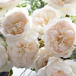 Purity Rose - David Austin Wedding and Event Roses