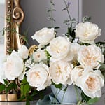 Purity Rose - David Austin Wedding and Event Roses