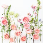 Phoebe - David Austin Wedding and Event Roses