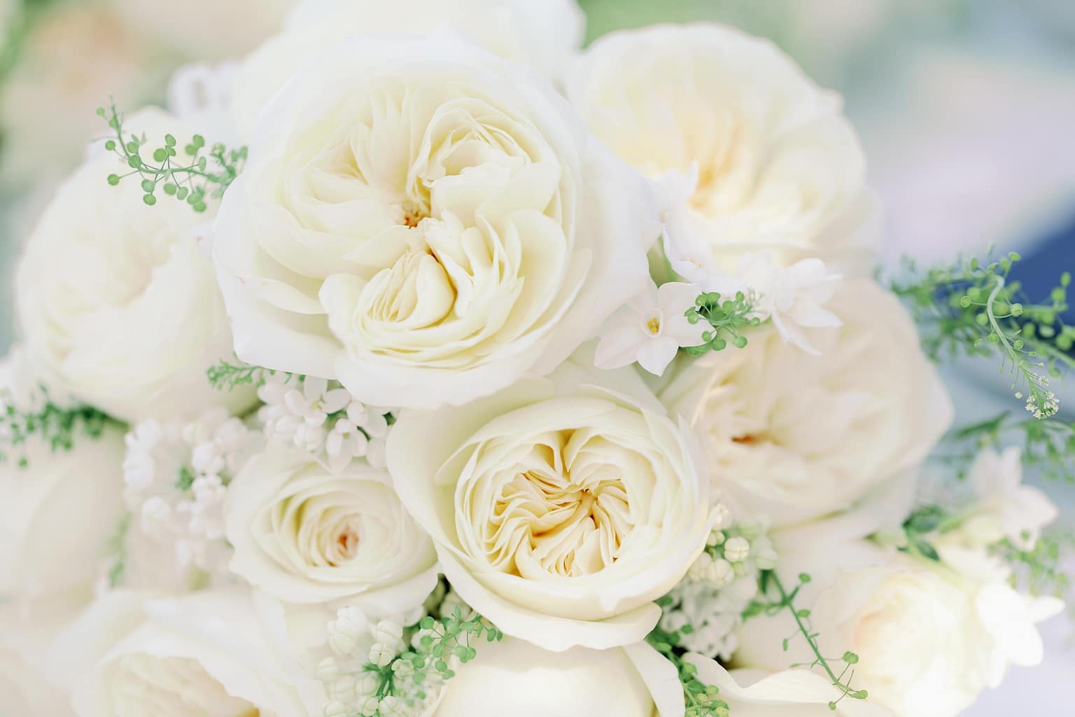 Patience - David Austin Wedding and Event Roses