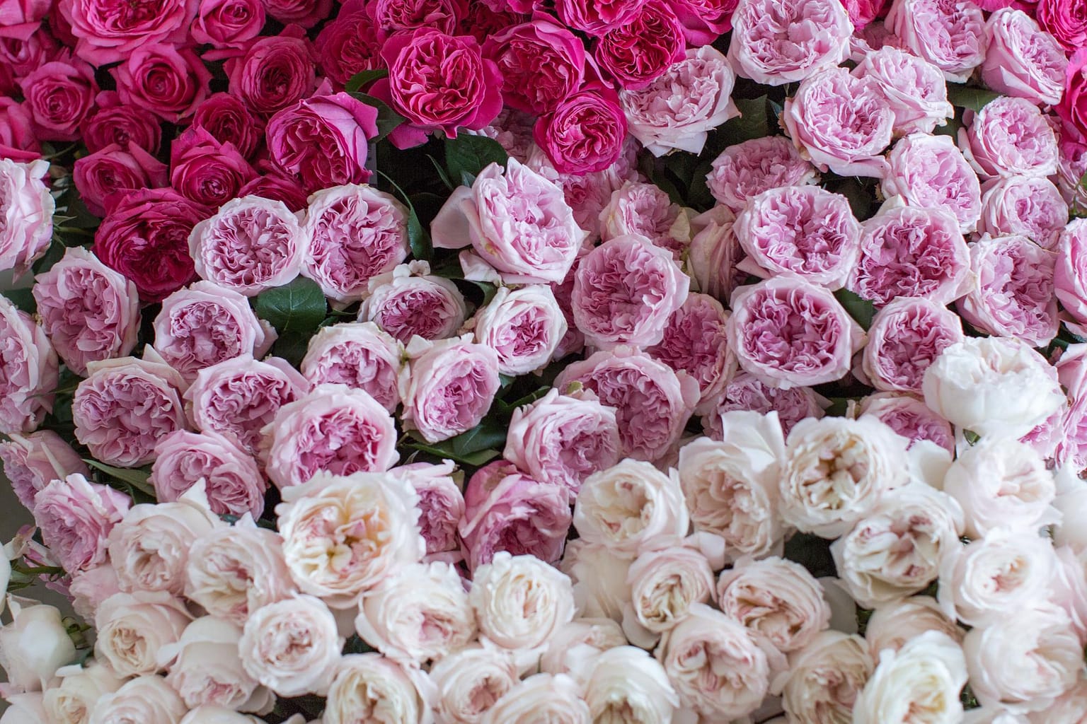 Rose Bouquets for Valentine’s Day - David Austin Wedding and Event Roses