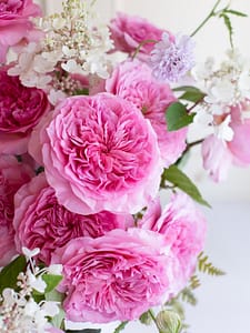 A Floral Introduction - Millicent - David Austin Wedding and Event Roses