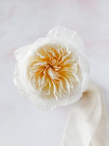 A Floral Introduction - Bessie - David Austin Wedding and Event Roses