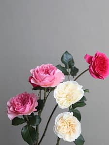 3 New Varieties And 6 Florists From Around The World - David Austin ...