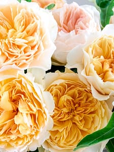 Introducing David Austin Rose Bouquets