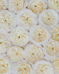 Patience, The Quintessential Ivory Wedding Rose - David Austin Wedding ...