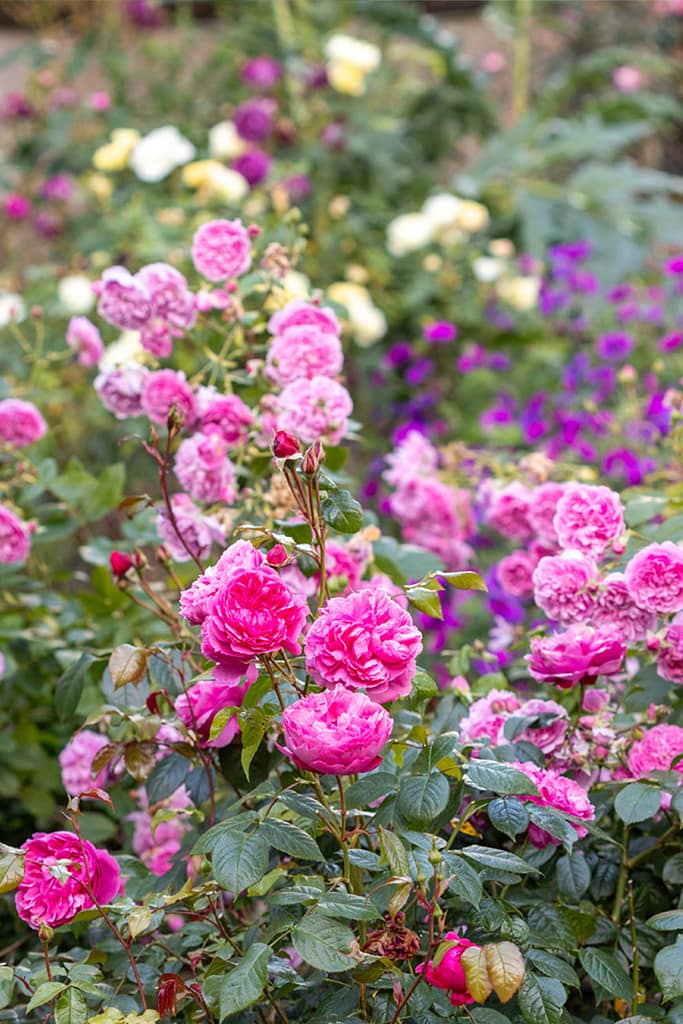 Wedding Roses & Garden Shrubs: The Difference