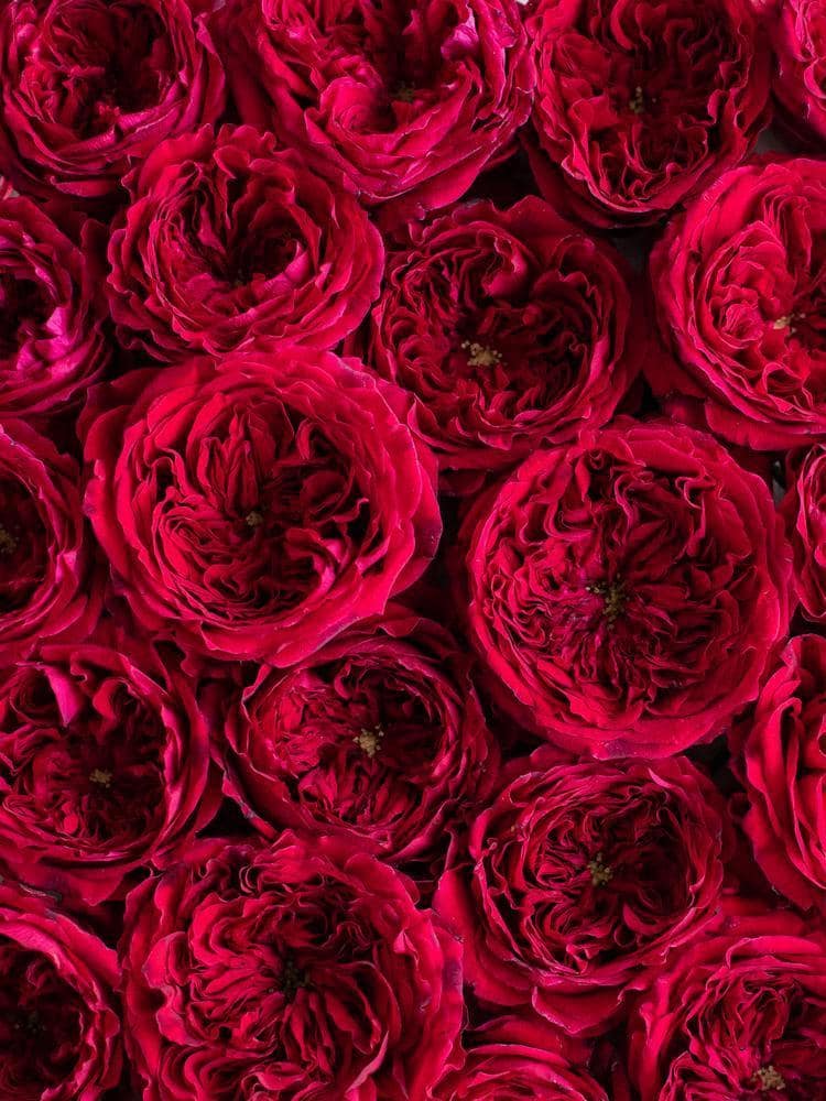 Mastering the Red and Pink Wedding Palette