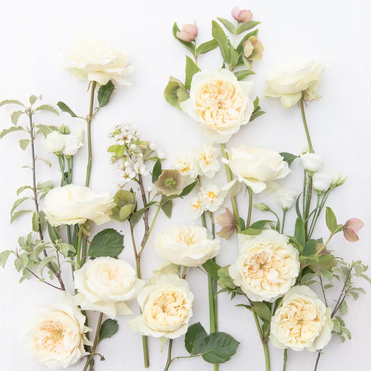 Enid - David Austin Wedding and Event Roses