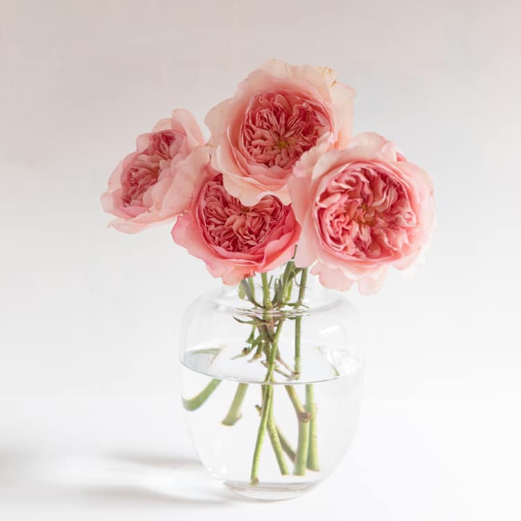 Phoebe - David Austin Wedding and Event Roses