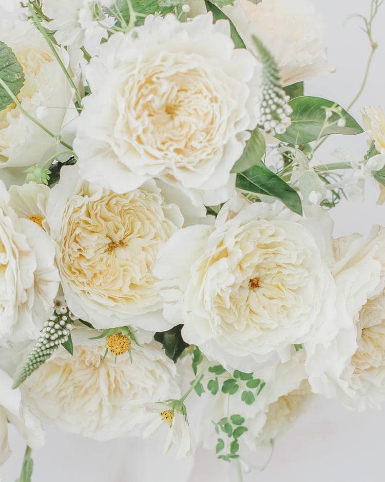 Patience, The Quintessential Ivory Wedding Rose - David Austin Wedding ...
