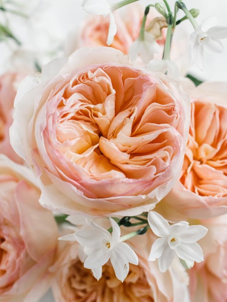How to Dress Your Wedding with Peach Roses - David Austin Wedding and ...