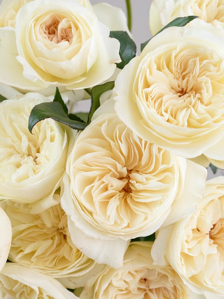 Introducing David Austin Rose Bouquets