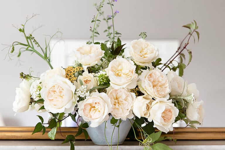 Purity Rose - David Austin Wedding and Event Roses