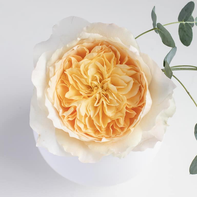 A Statement Rose for all Occasions - David Austin Wedding and Event Roses