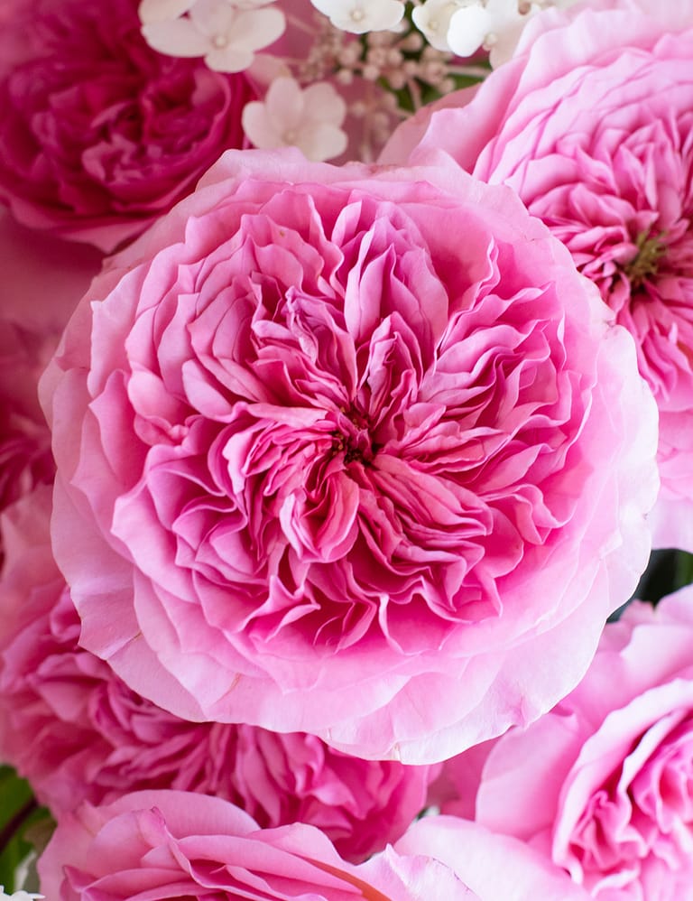 Keira - David Austin Wedding and Event Roses