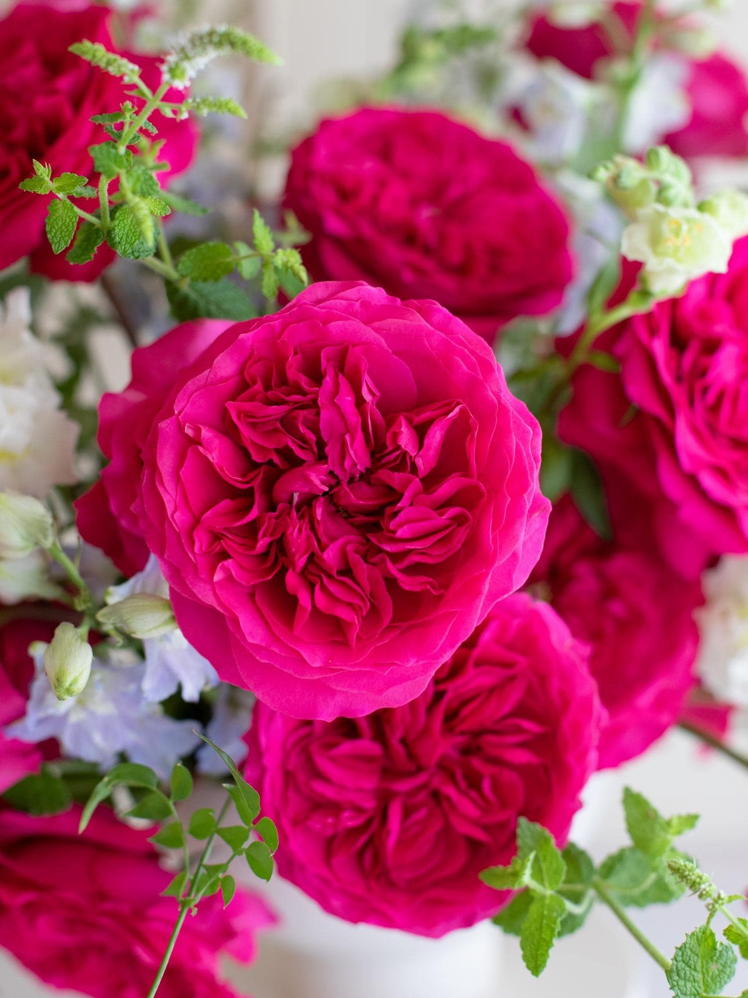 New Wedding Roses - David Austin Wedding and Event Roses