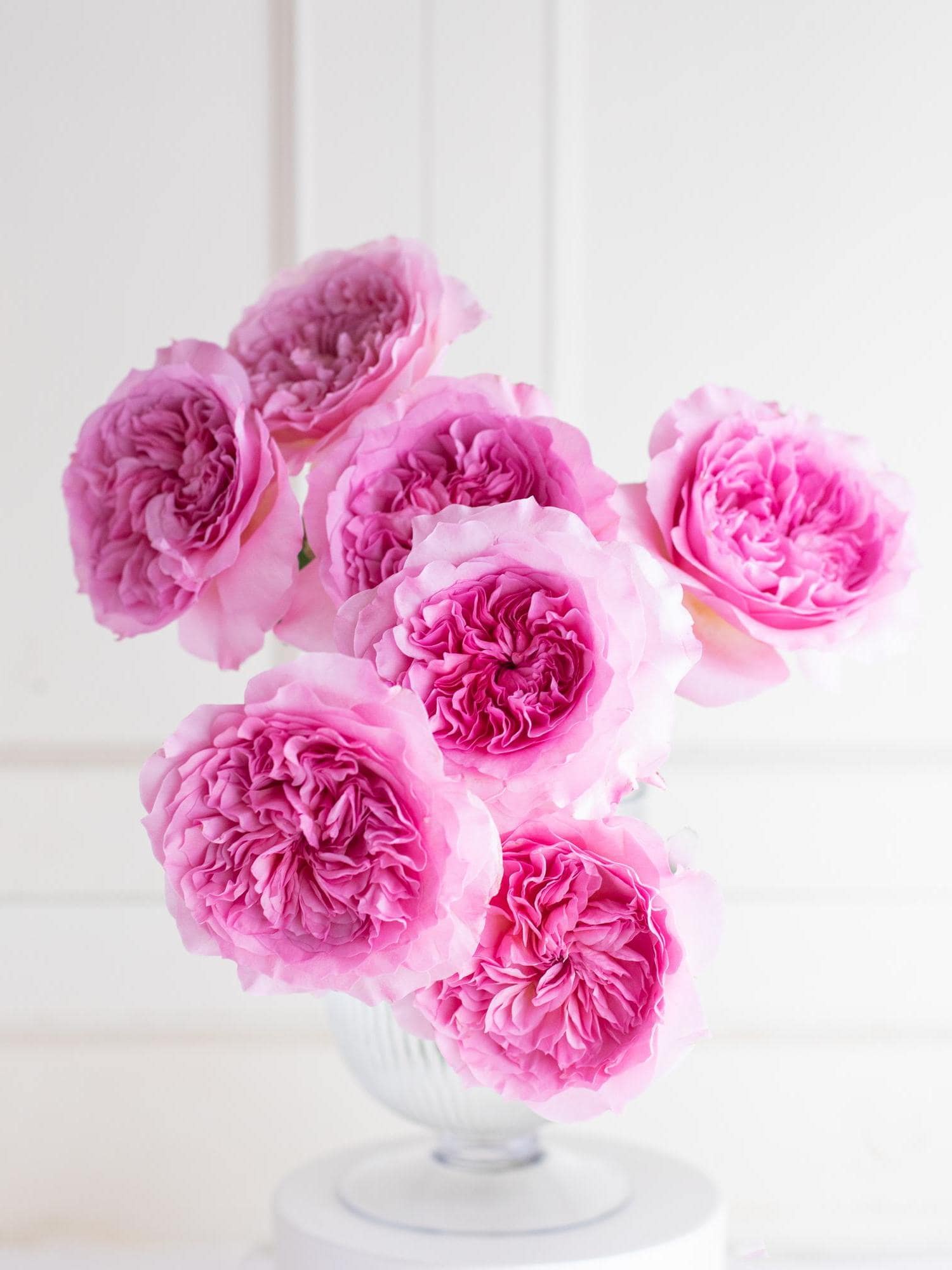 New Wedding Roses - David Austin Wedding and Event Roses