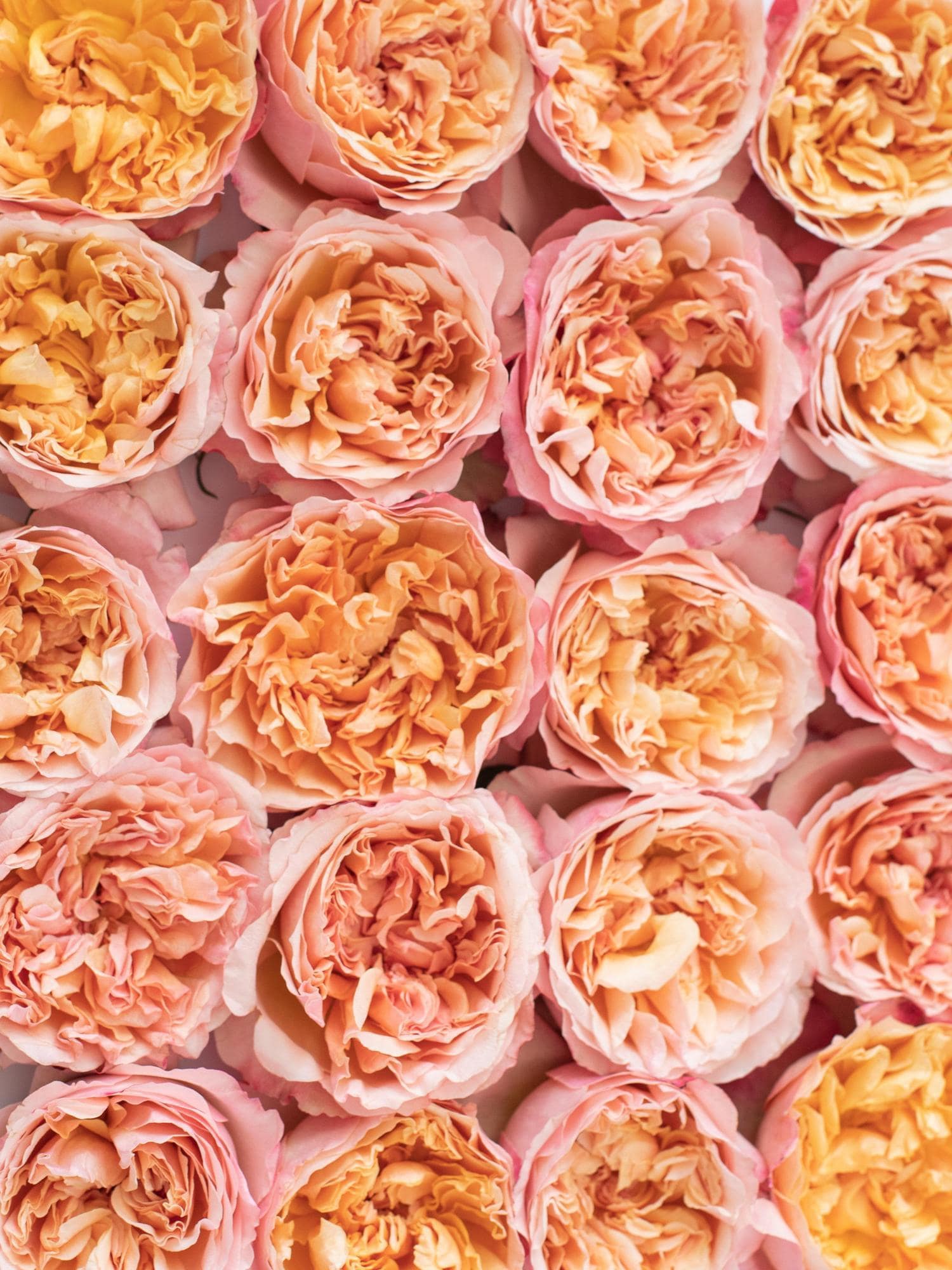 Rose Colour Meanings Explained