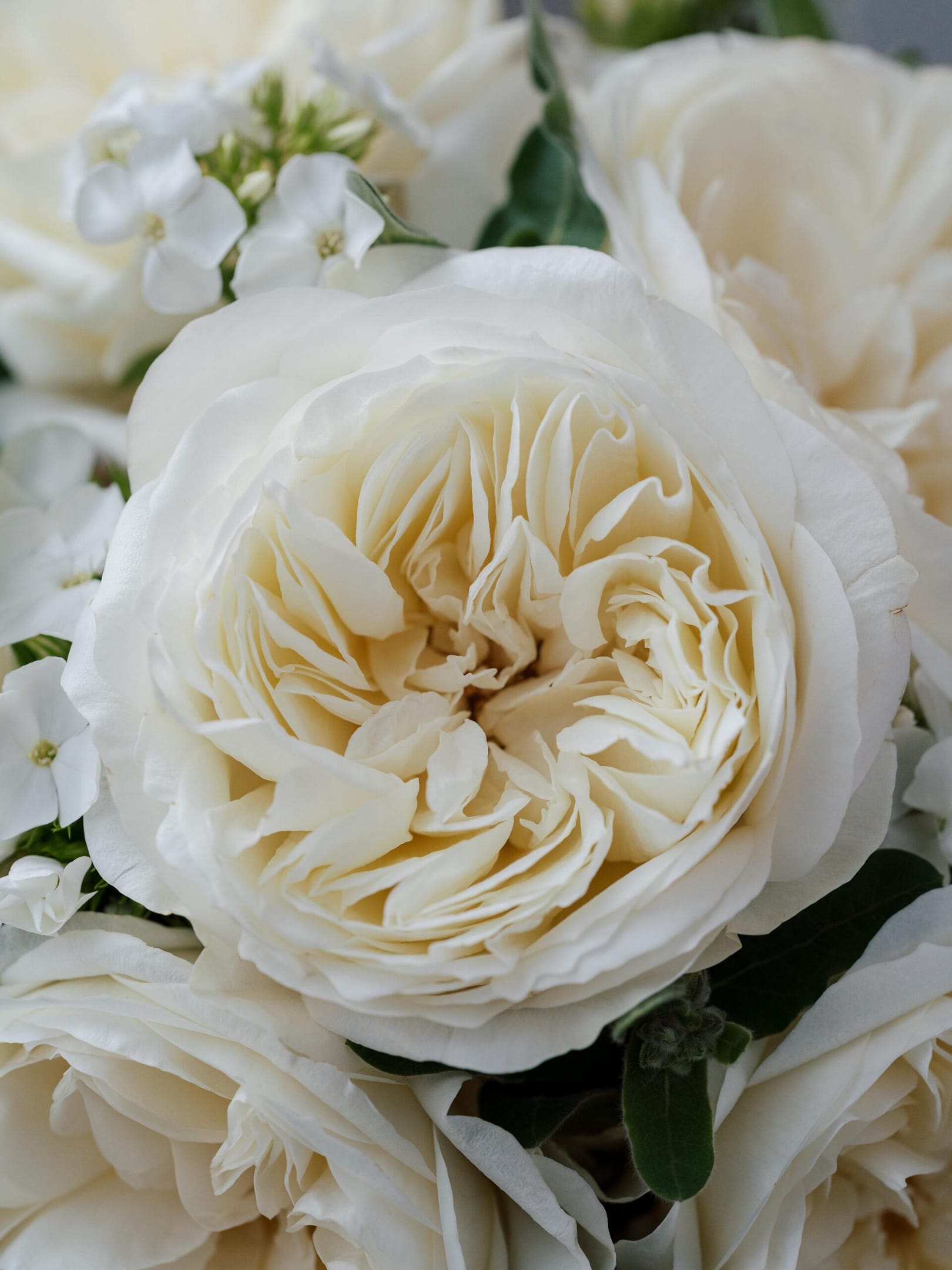 Signification de la couleur rose expliquée