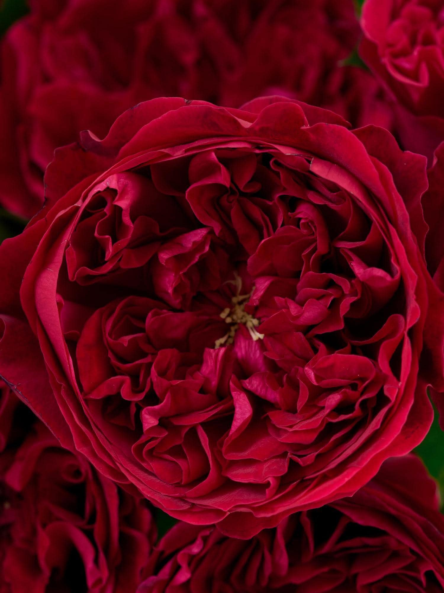 Introducing David Austin Rose Bouquets