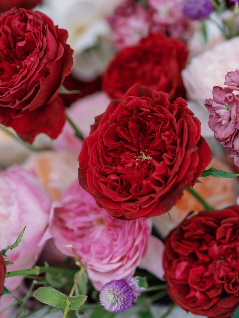 Tess, The Ultimate Red Rose - David Austin Wedding and Event Roses