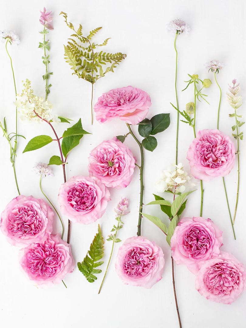 A Floral Introduction - Millicent - David Austin Wedding and Event Roses