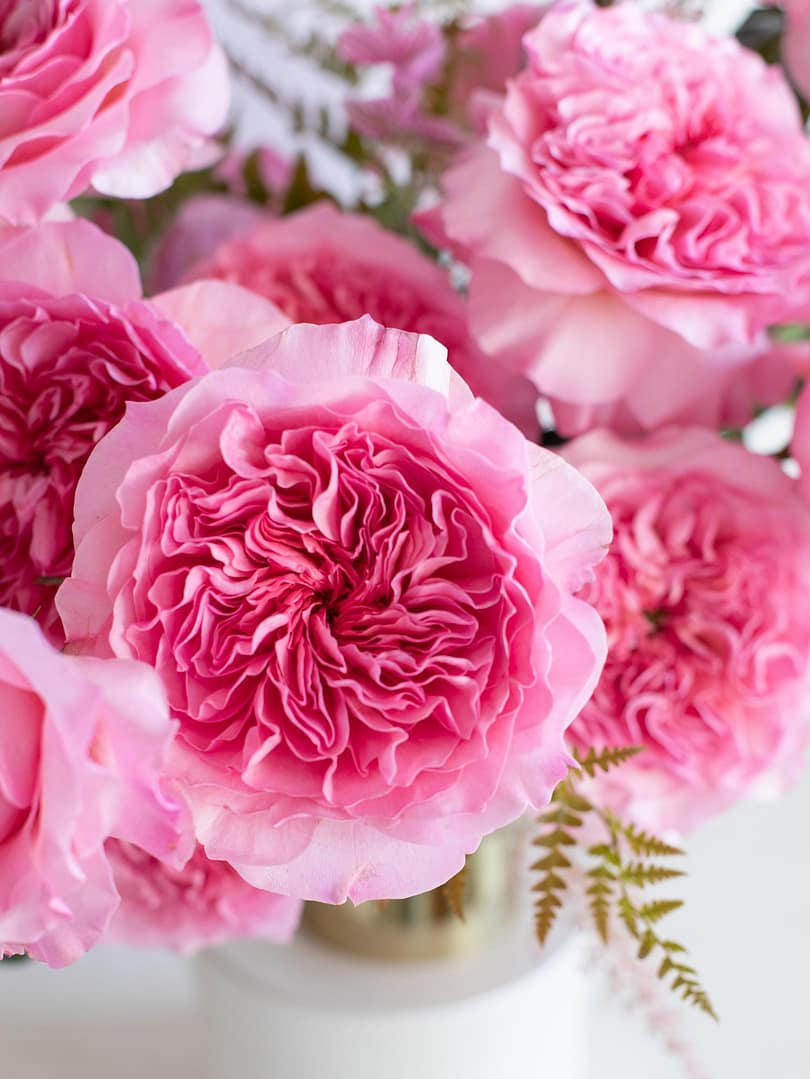 A Floral Introduction - Millicent - David Austin Wedding and Event Roses