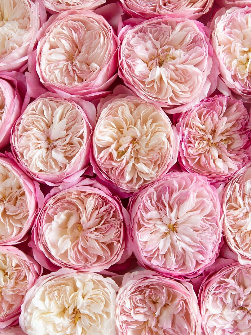 Rose Colour Meanings Explained