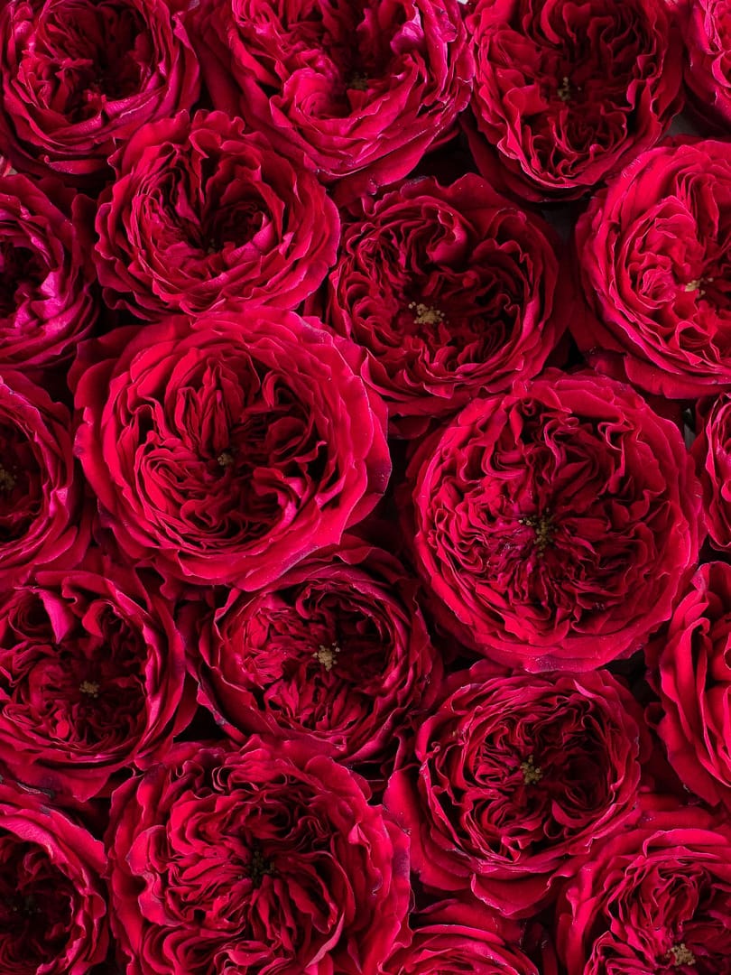 Rose Colour Meanings Explained