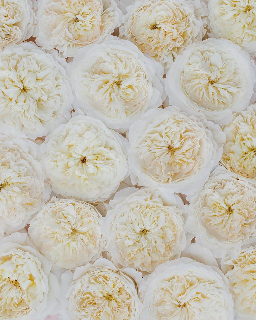 Patience, The Quintessential Ivory Wedding Rose - David Austin Wedding ...