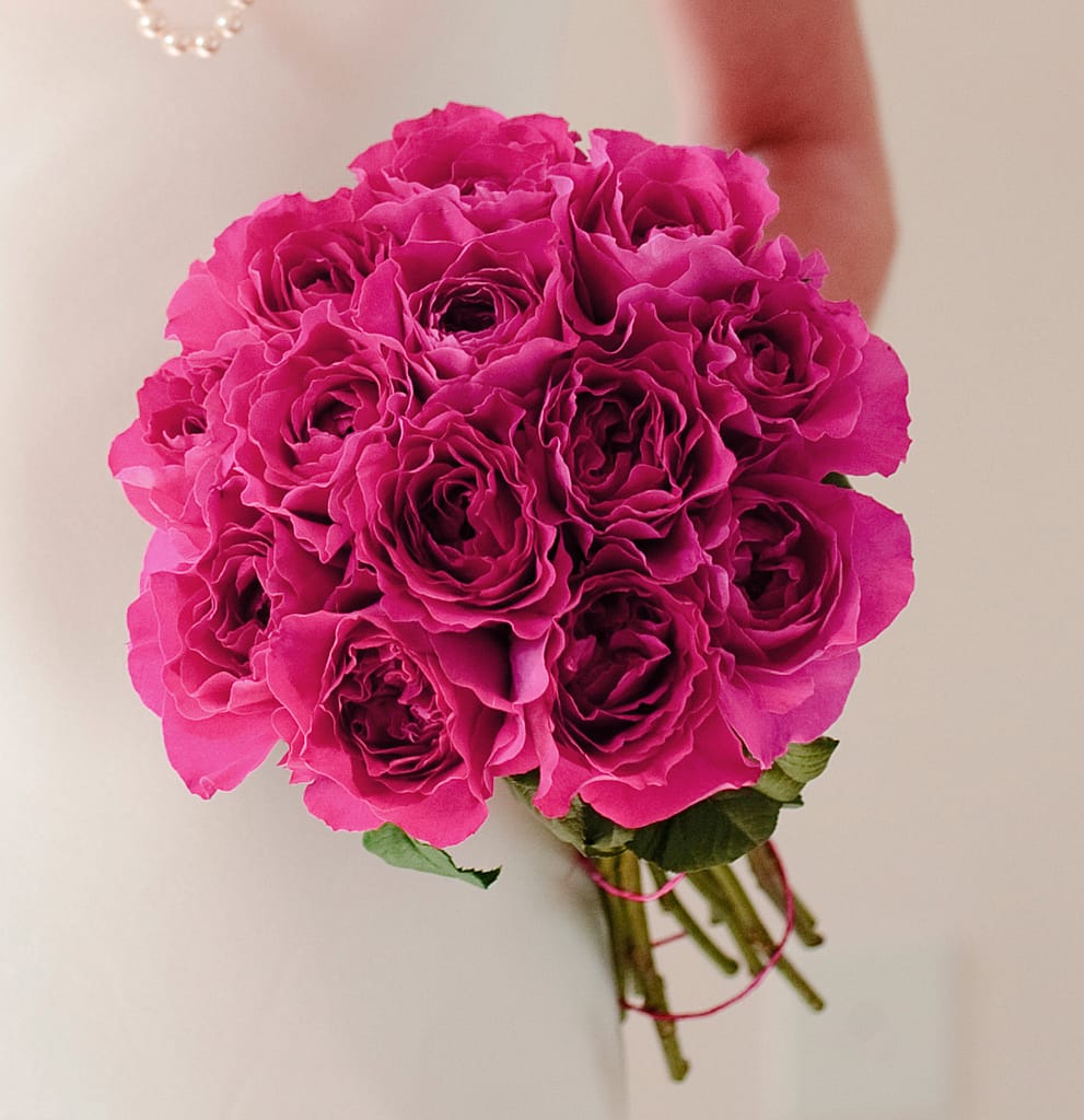 Kate - David Austin Wedding and Event Roses