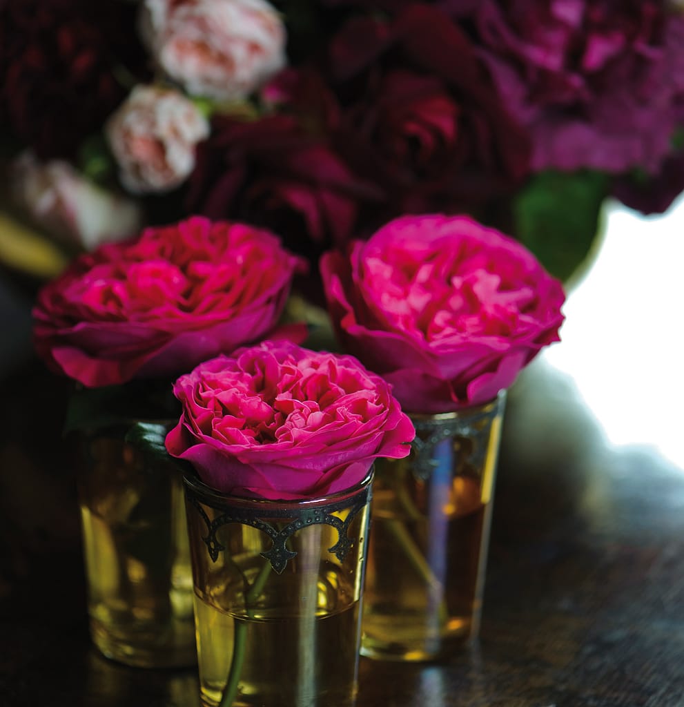 Kate - David Austin Wedding and Event Roses