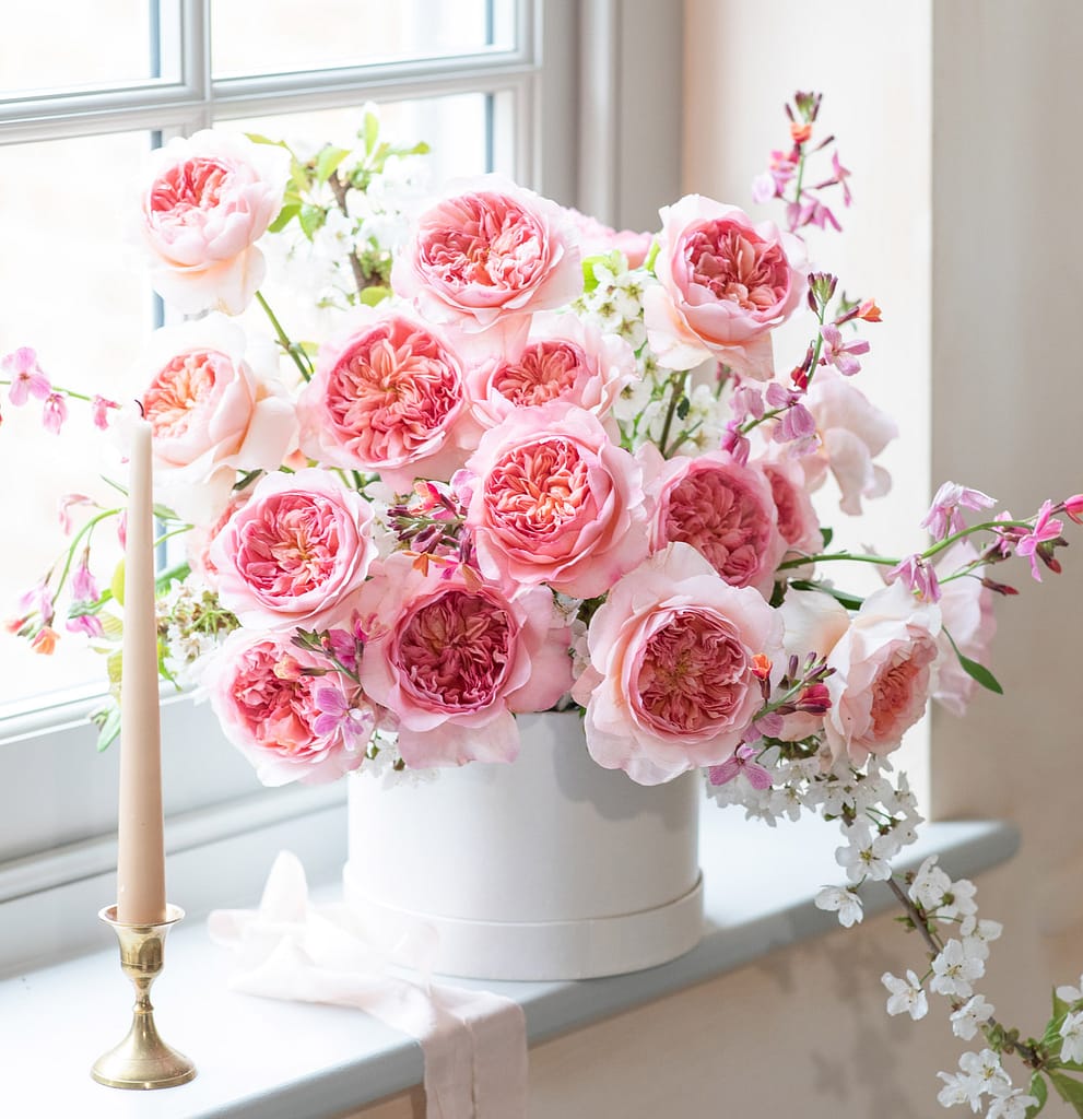 Phoebe - David Austin Wedding and Event Roses