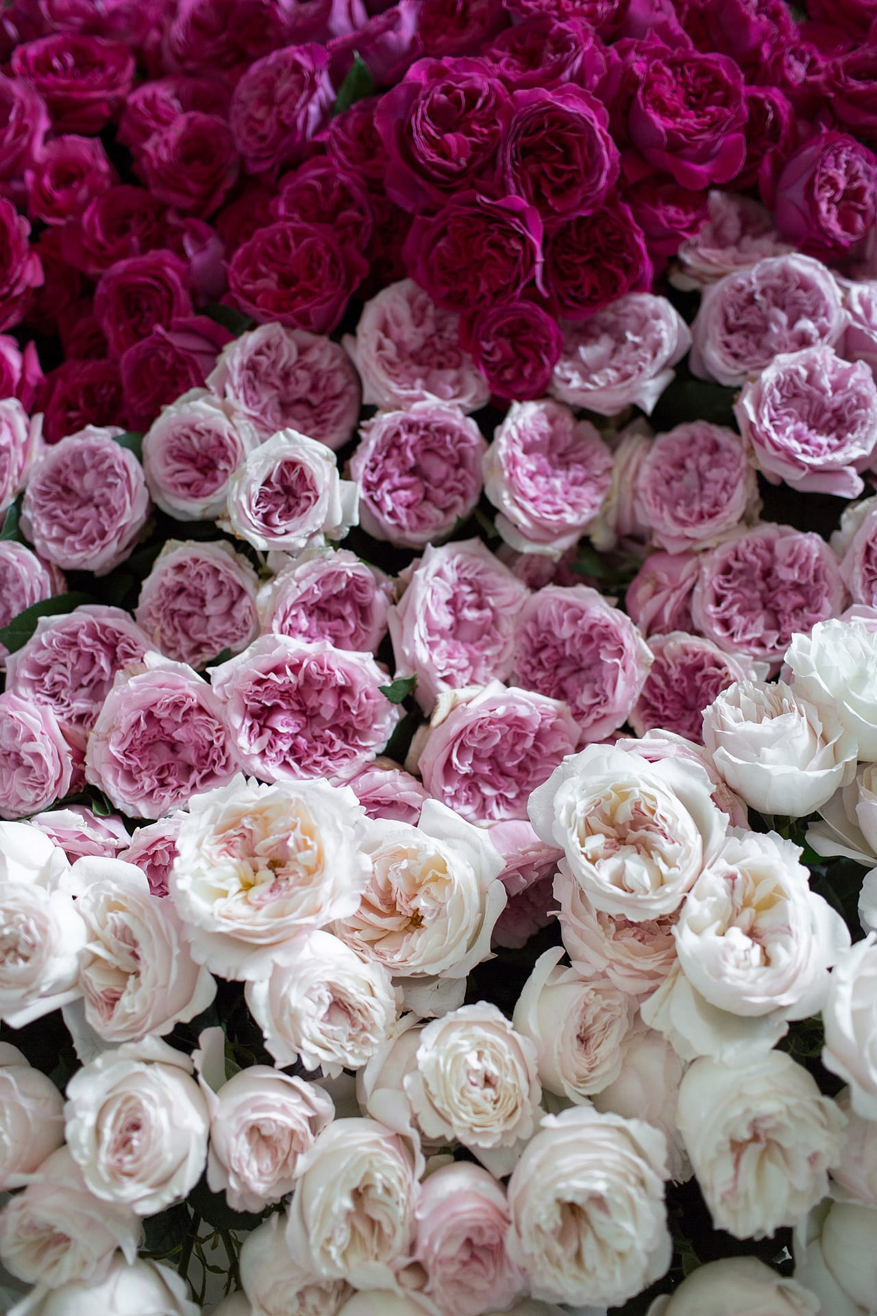 What Colour is your Valentine? - David Austin Wedding and Event Roses